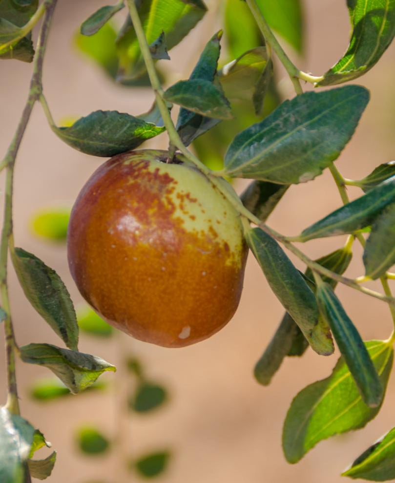 Jujube Trees