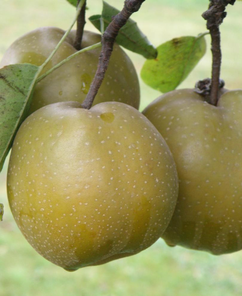 Atago Asian Pear — Raintree Nursery
