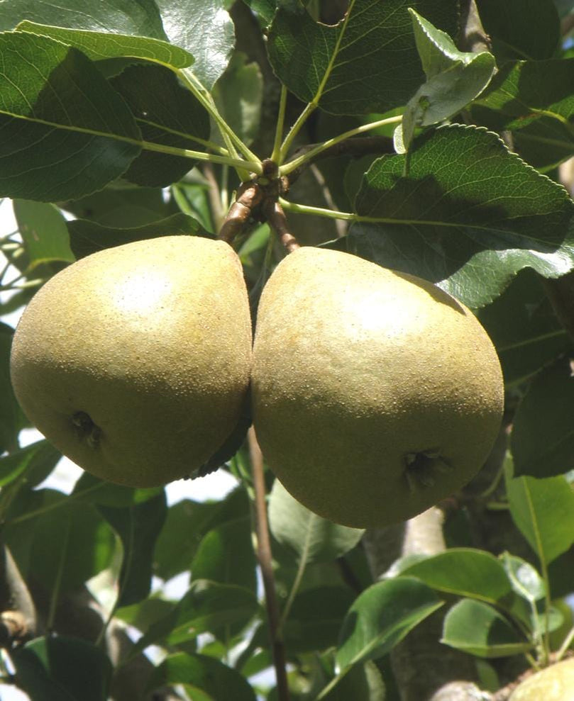 European Pear Trees — Raintree Nursery