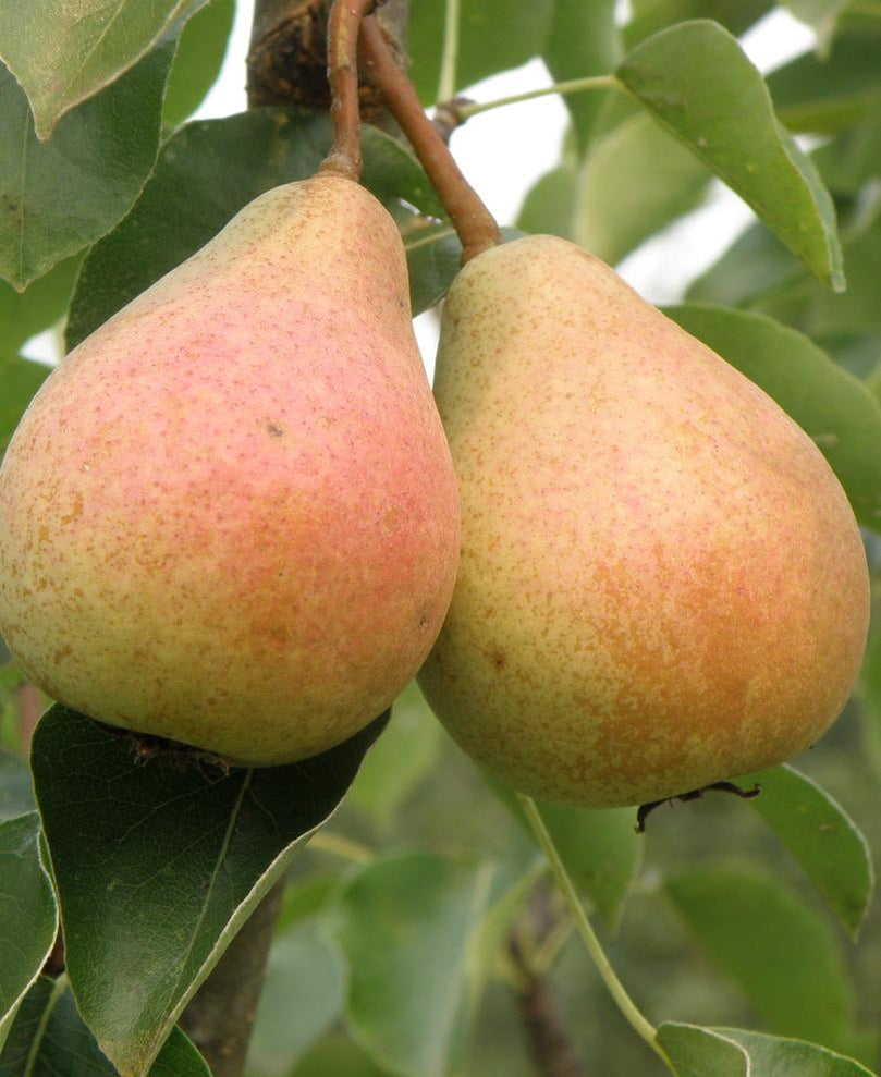 European Pear Trees — Raintree Nursery