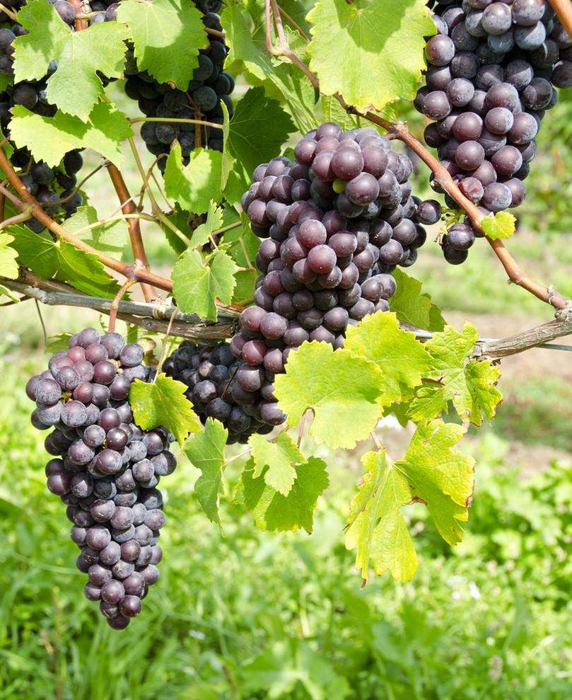 Table Grapes — Raintree Nursery