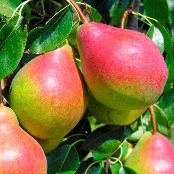 Summercrisp Pear - Raintree Nursery