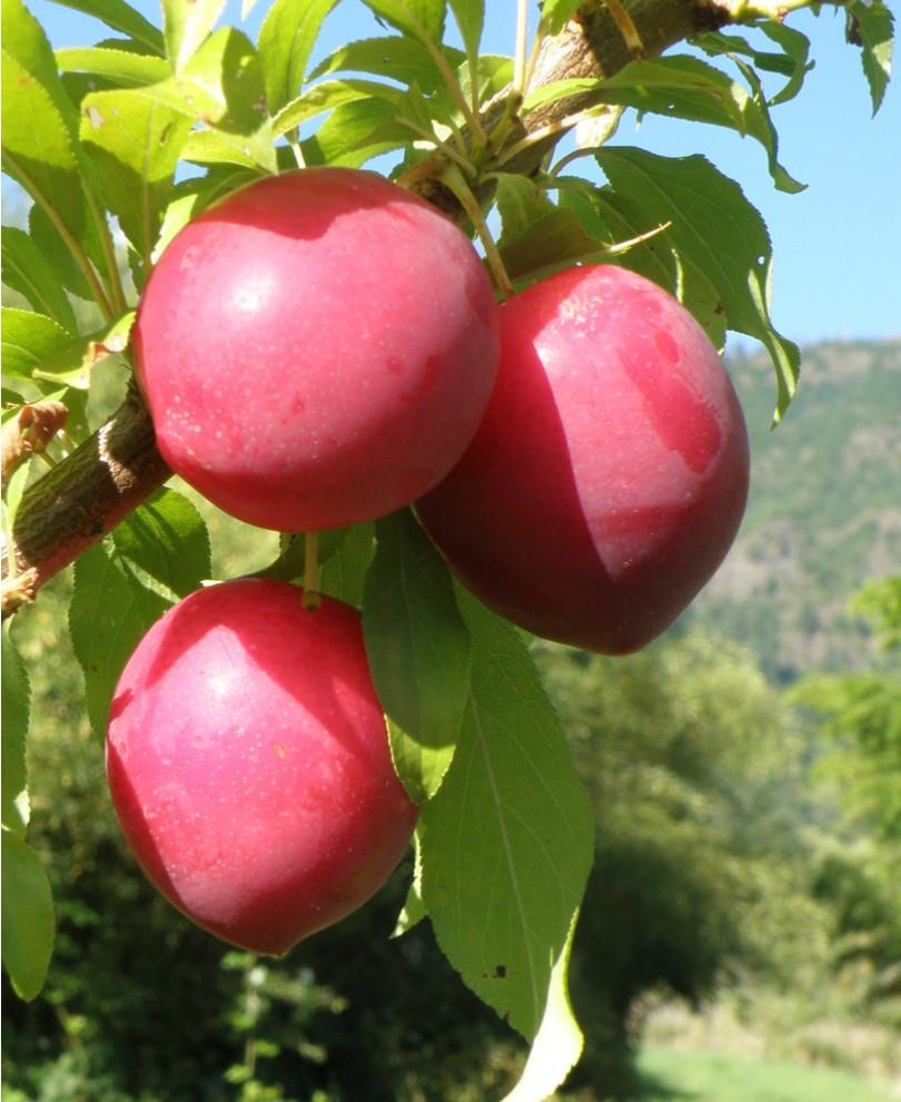 Sweet Treat Pluerry — Raintree Nursery