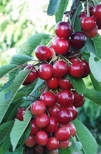 Sweetheart Cherry — Raintree Nursery