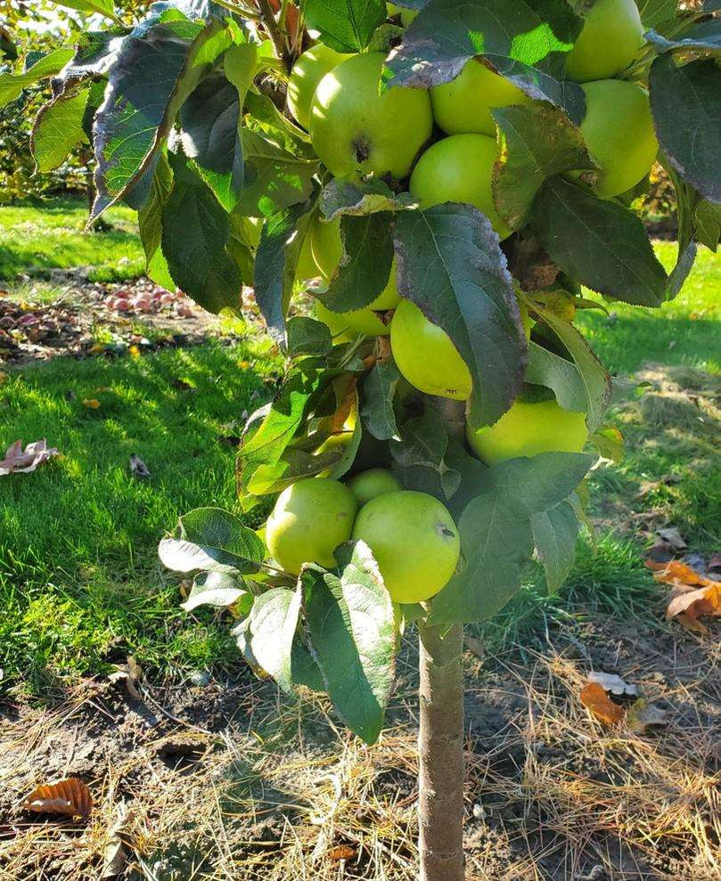 Apple Trees Online | Buy High Quality Plants | Raintree Nursery