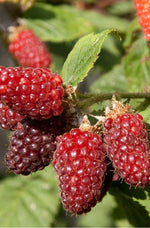 Tayberry — Raintree Nursery