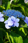 Tellers Blue Hydrangea — Raintree Nursery