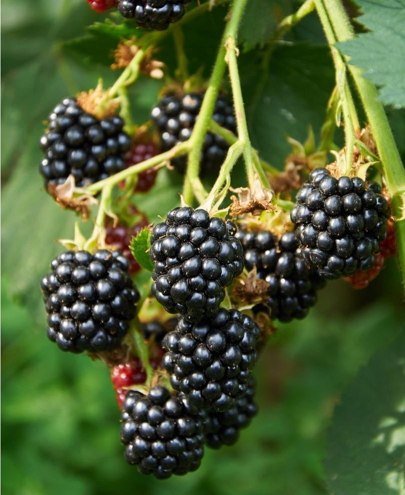 Thornless Blackberry Plants | Order Highest Quality Bushes — Raintree ...