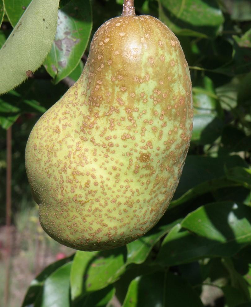 Tsu Li Asian Pear — Raintree Nursery