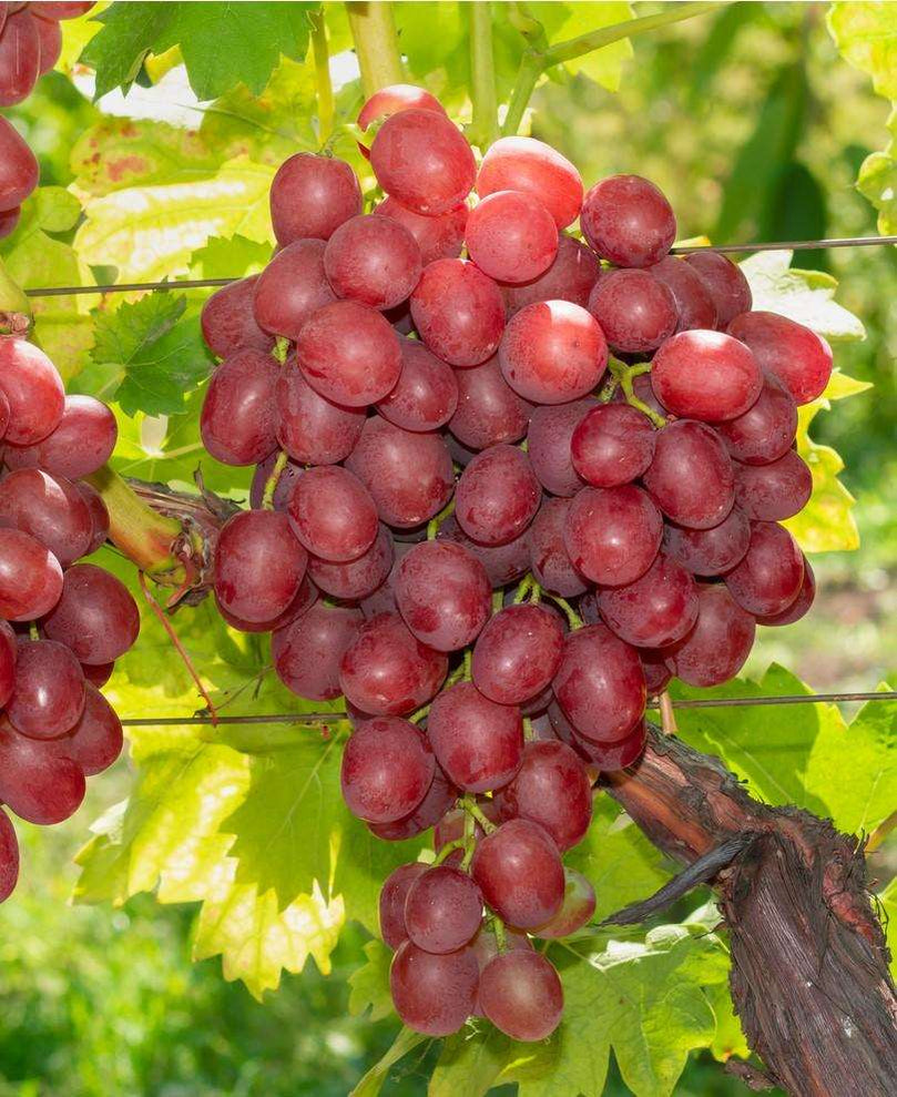 Table Grapes — Raintree Nursery