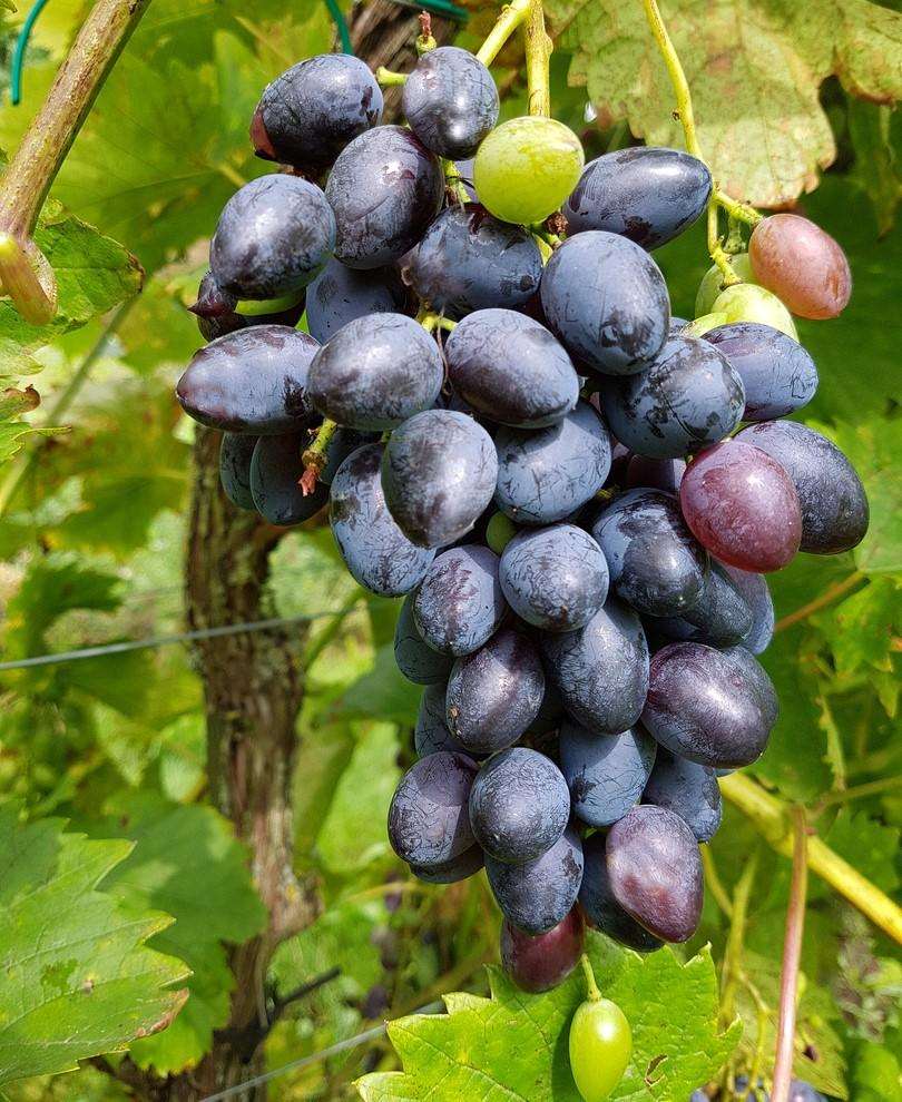 Seedless Grapes