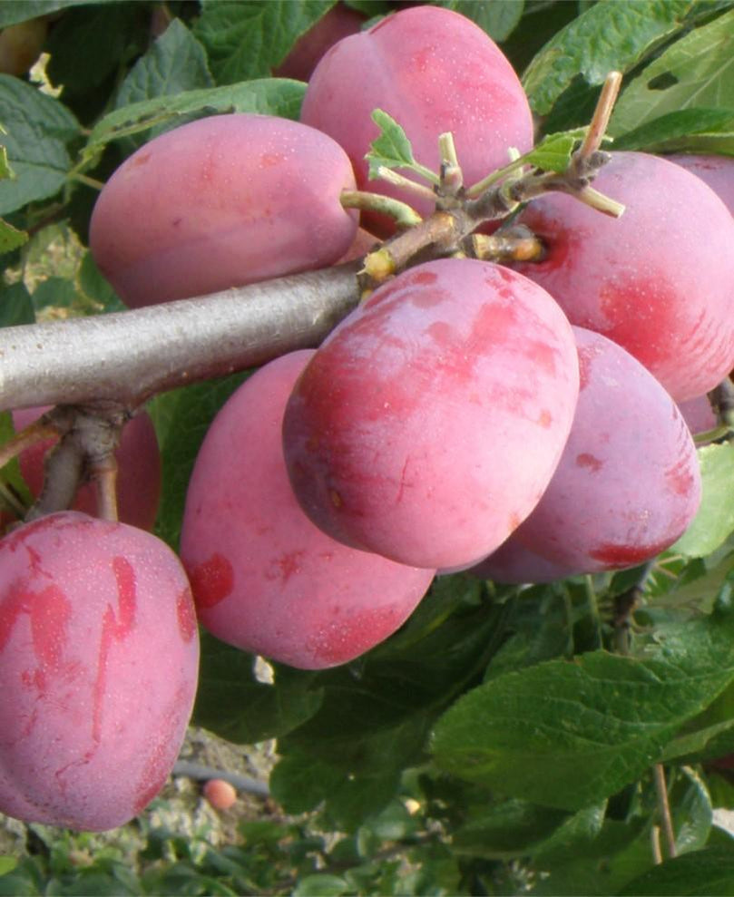Dwarf Plum Trees | Highest Quality Plants | Raintree Nursery