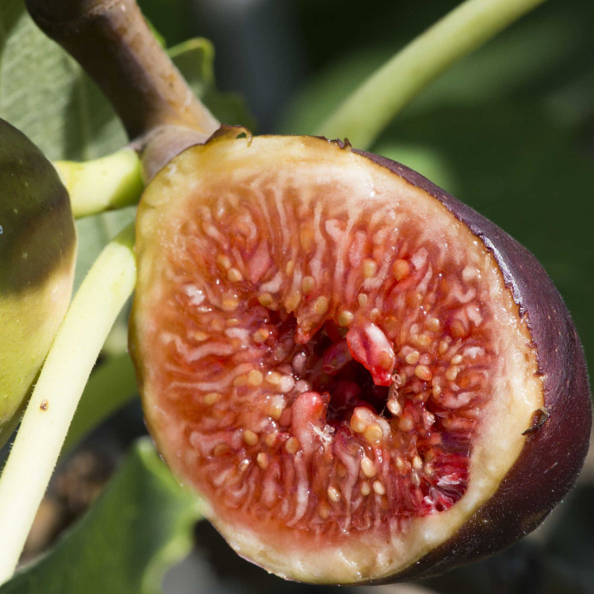 Violette de Bordeaux Fig (Negronne) — Raintree Nursery