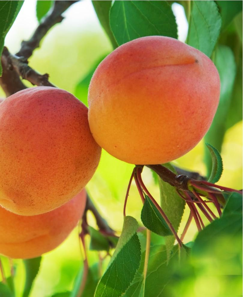 Apricot Trees — Raintree Nursery