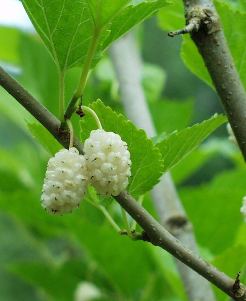 White Mulberry Tree - Fast-Growing and | Raintree Nursery