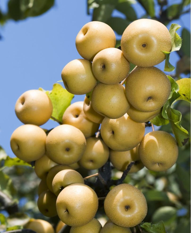 Asian Pear Trees | High Quality Oriental Fruits | Raintree Nursery